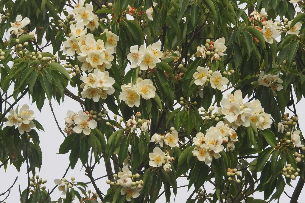 Chinese Gugertree (Schima superba) - Botanical Realm