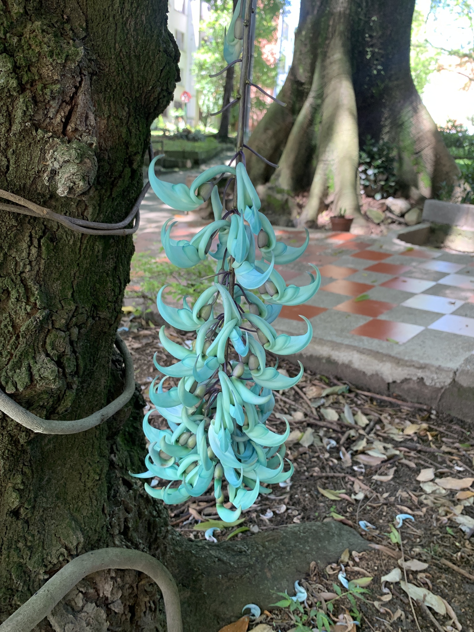 Strongylodon macrobotrys A.Gray