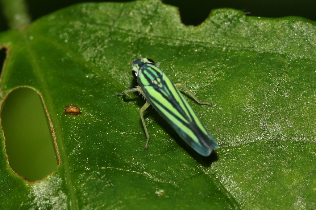 Blue-striped Leafhopper from Morogoro, Tansania on May 30, 2018 at 07: ...