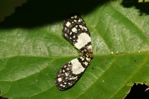 Subspecies Alaena picata picata · iNaturalist Guatemala