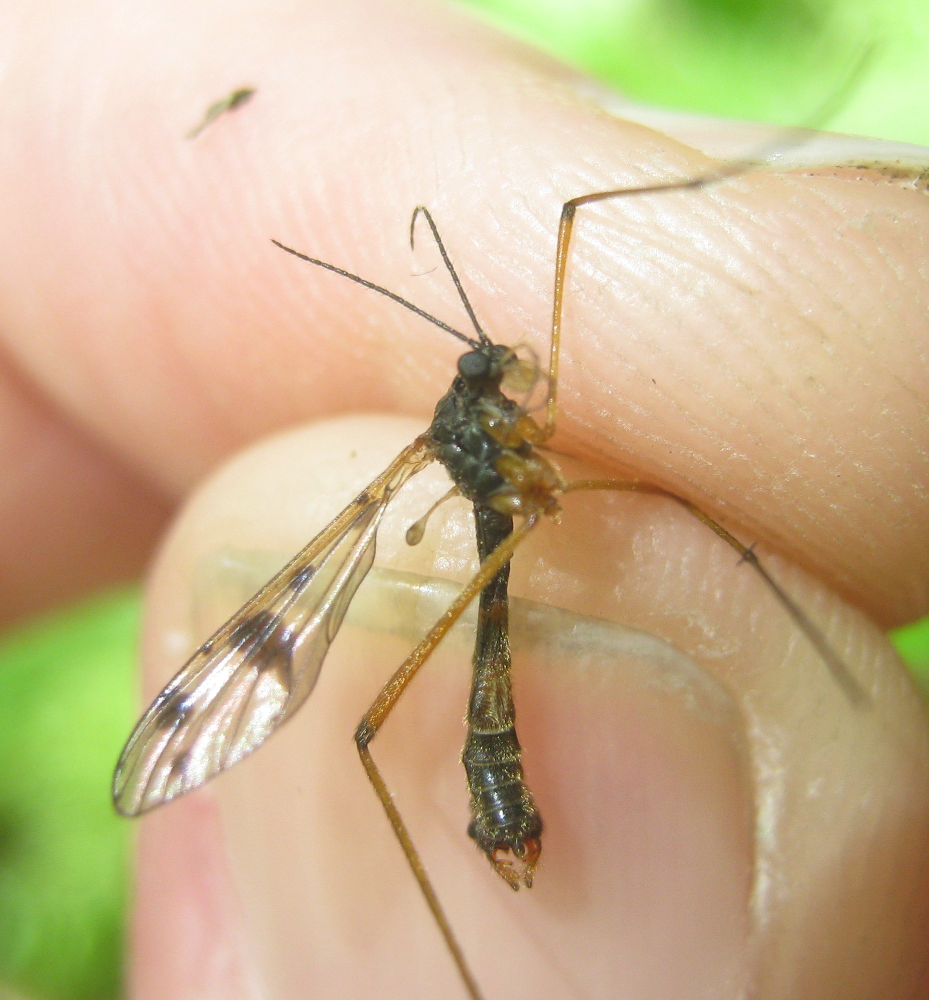 Ptychoptera contaminata (Linnaeus, 1758)