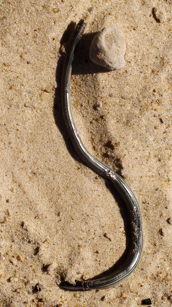 Silver-lined Worm Lizard from S3002, Santa Fe, Argentina on May 01 ...