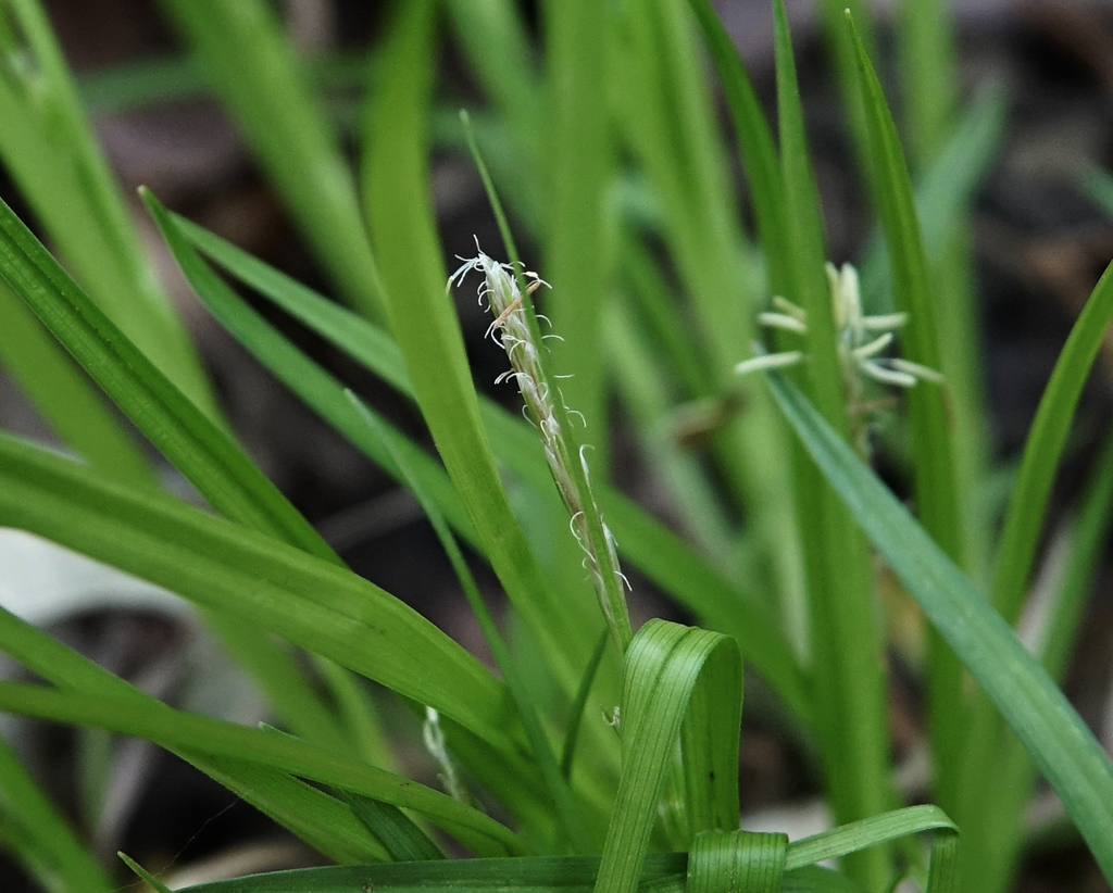 Eastern Few-fruit Sedge from Ritchie Cemetery on April 30, 2022 at 10: ...