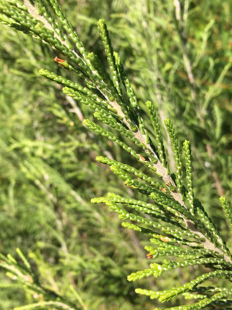 Beach Gonna (Passerina rigida) - Botanical Realm