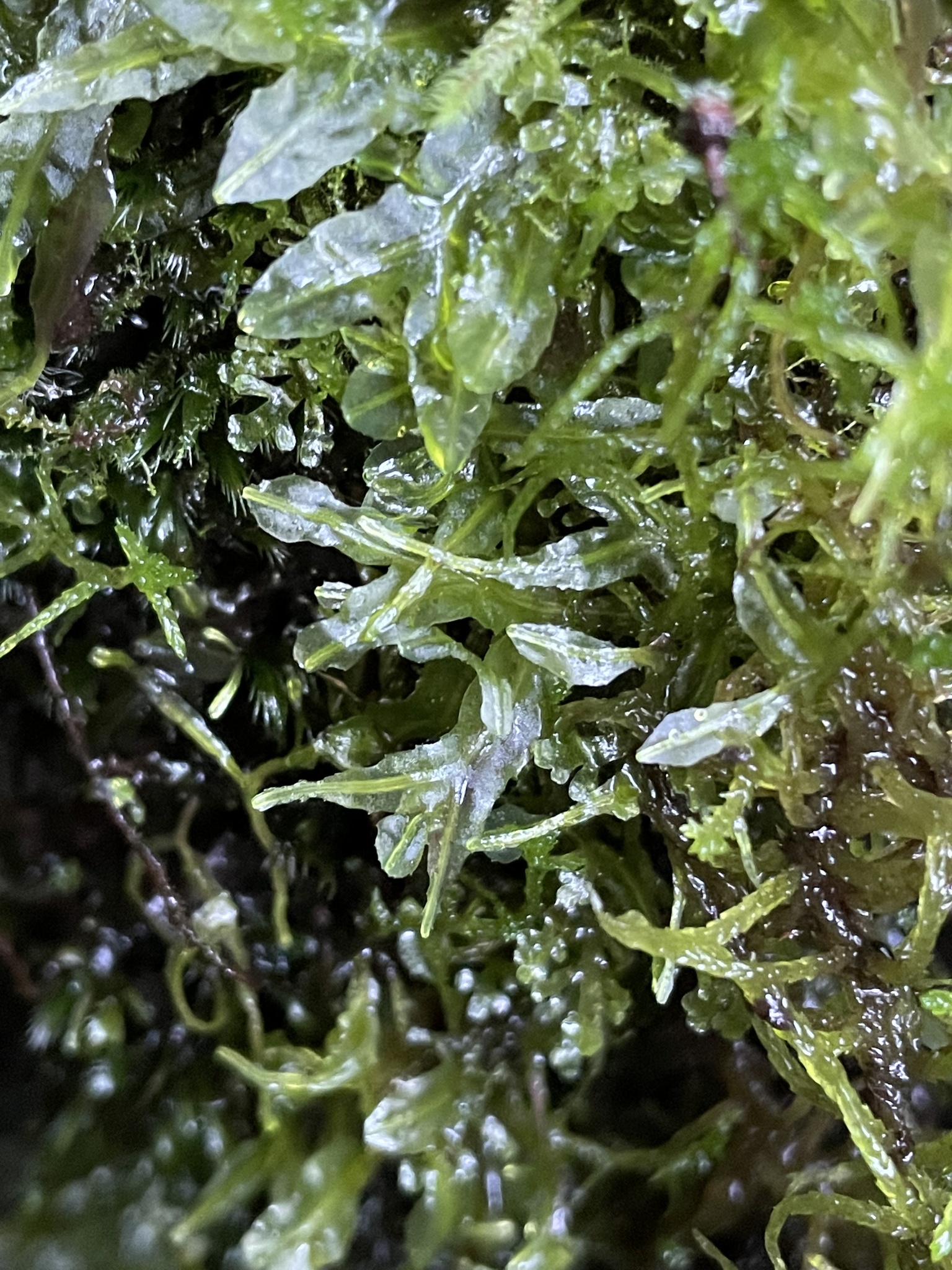 Notothyladales