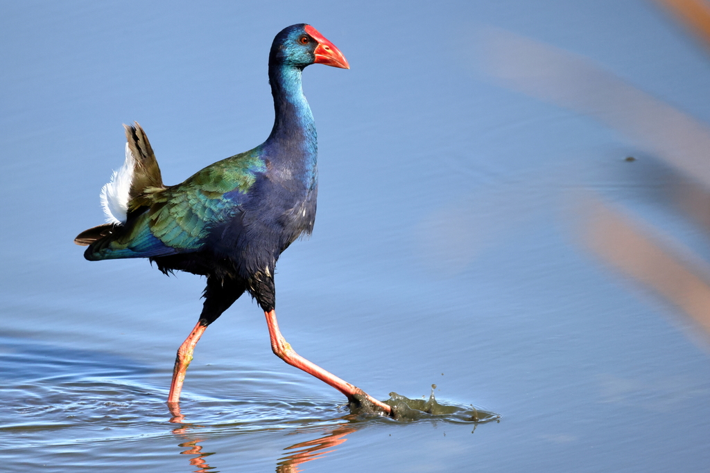 Swamphens and Blue Gallinules (Porphyrio) - Avian Discovery