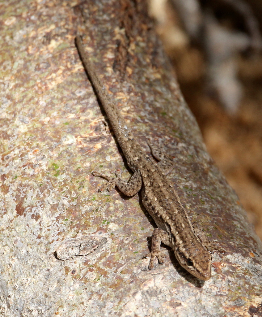 Common Dwarf Gecko from Garden Route Botanical Garden on April 30, 2022 ...