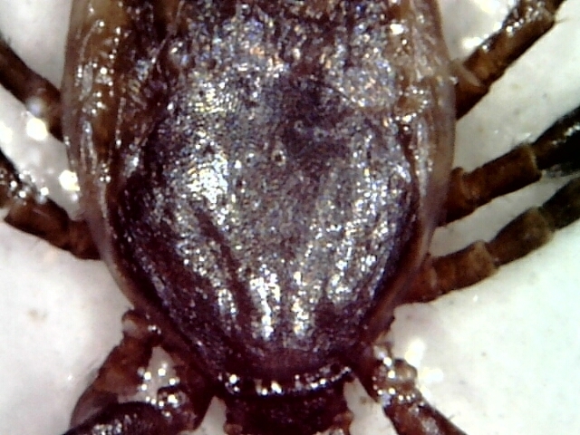 Hardbacked Ticks from Esher on February 02, 2022 by Milo · iNaturalist