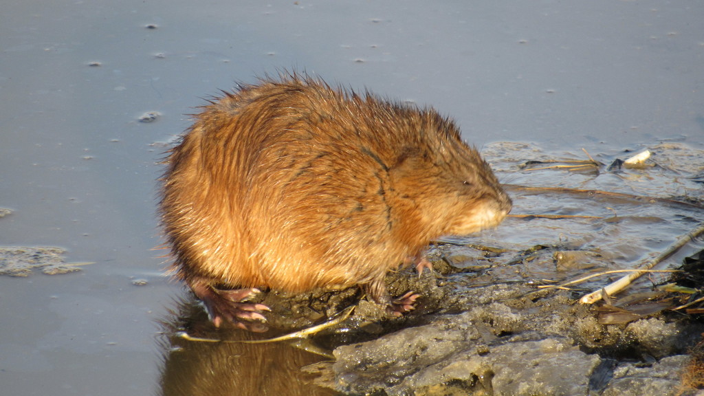 Hamsters, Voles, Lemmings, and Allies (Cricetidae) - Know Your Mammals