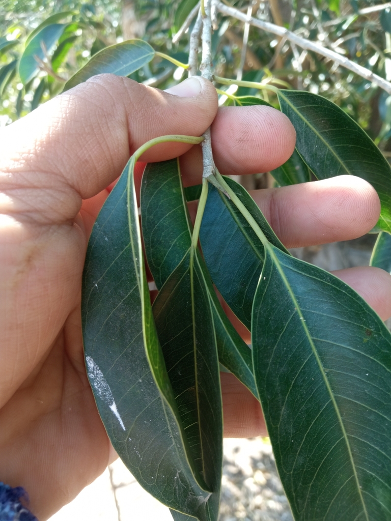 Ficus pertusa from 81311 Sin., México on May 01, 2022 at 10:22 AM by Lic. Kevin Miguel Garibaldi ...