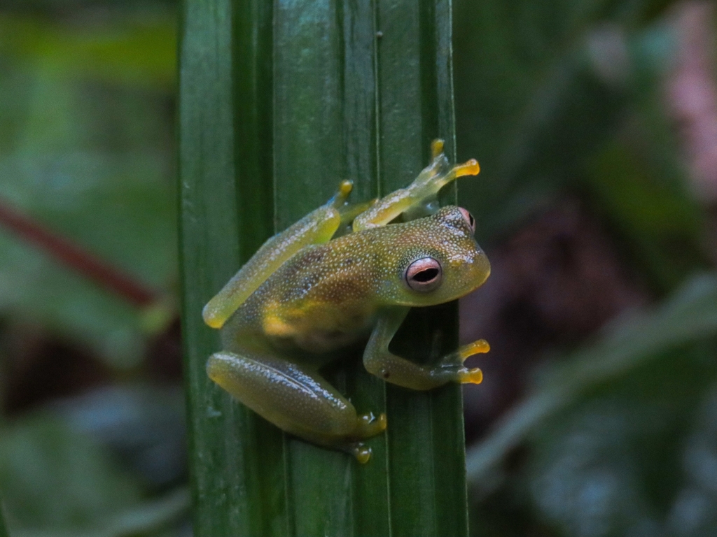 Granular Glass Frog from Acandí, Choco, Colombia on April 13, 2022 at ...