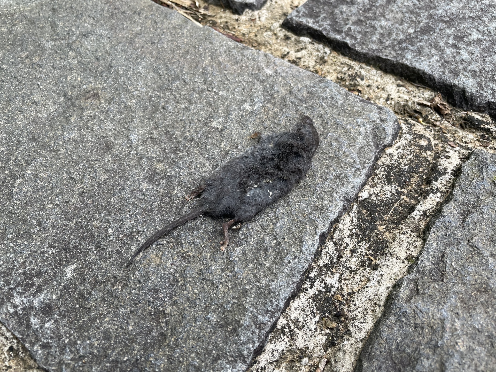 Suncus murinus (Linnaeus, 1766)