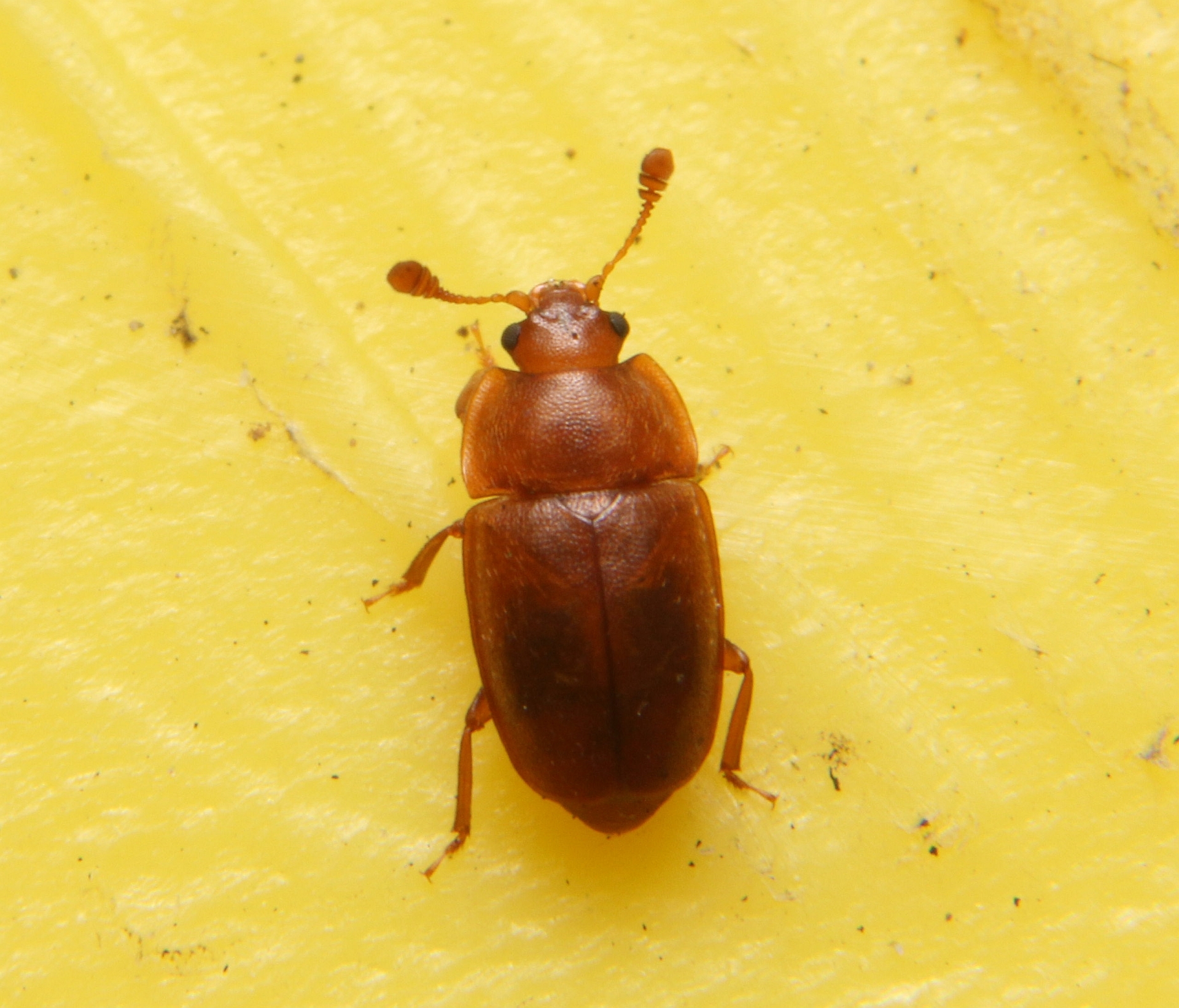 Epuraea Erichson, 1843