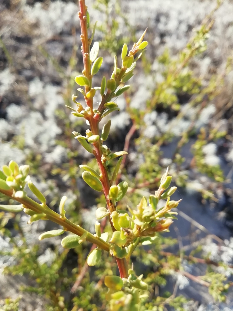 tortoise berry from Witzands Aquifer Nature Reserve on April 30, 2022 ...
