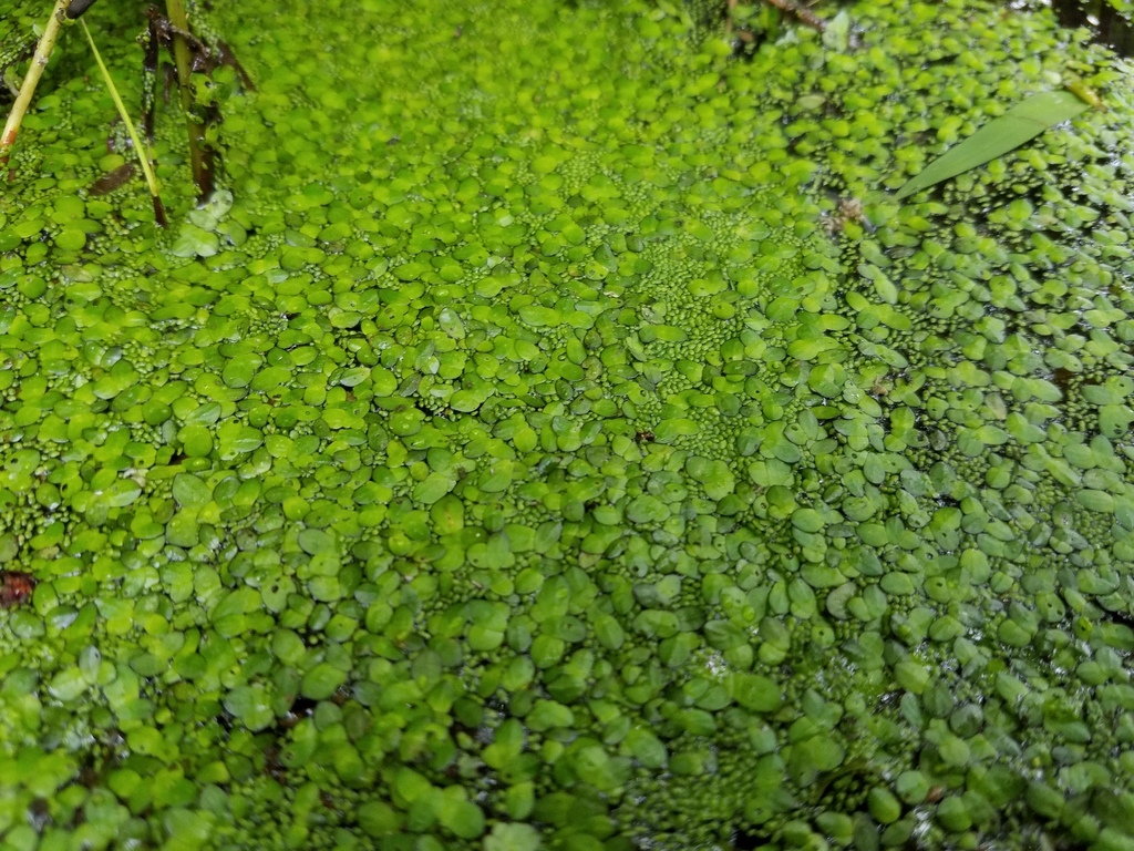 dotted duckweed from Athens-Clarke County Landfill, Athens, GA, USA on ...