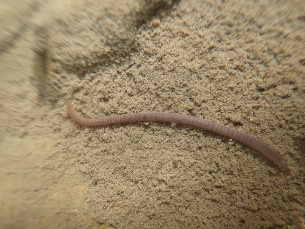 Dina lineata from Graz-Umgebung, Österreich on May 01, 2022 at 05:51 PM ...