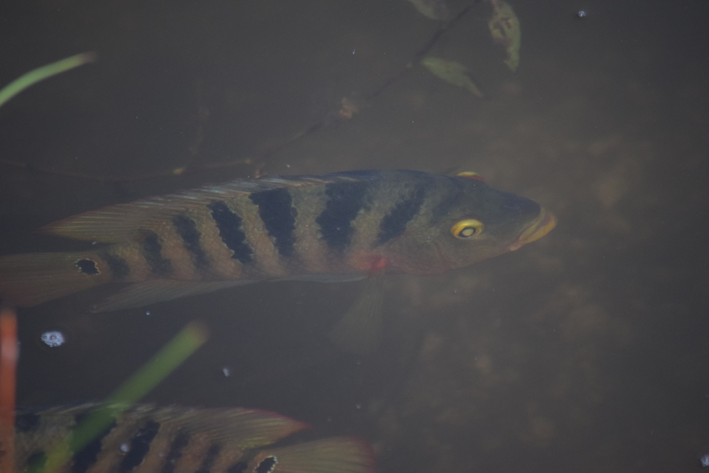 Mayan Cichlid from Miami-Dade County, FL, USA on April 30, 2022 at 07: ...