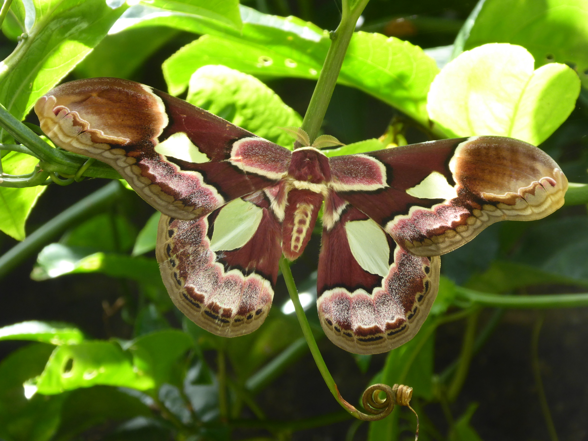 Rothschildia erycina Shaw