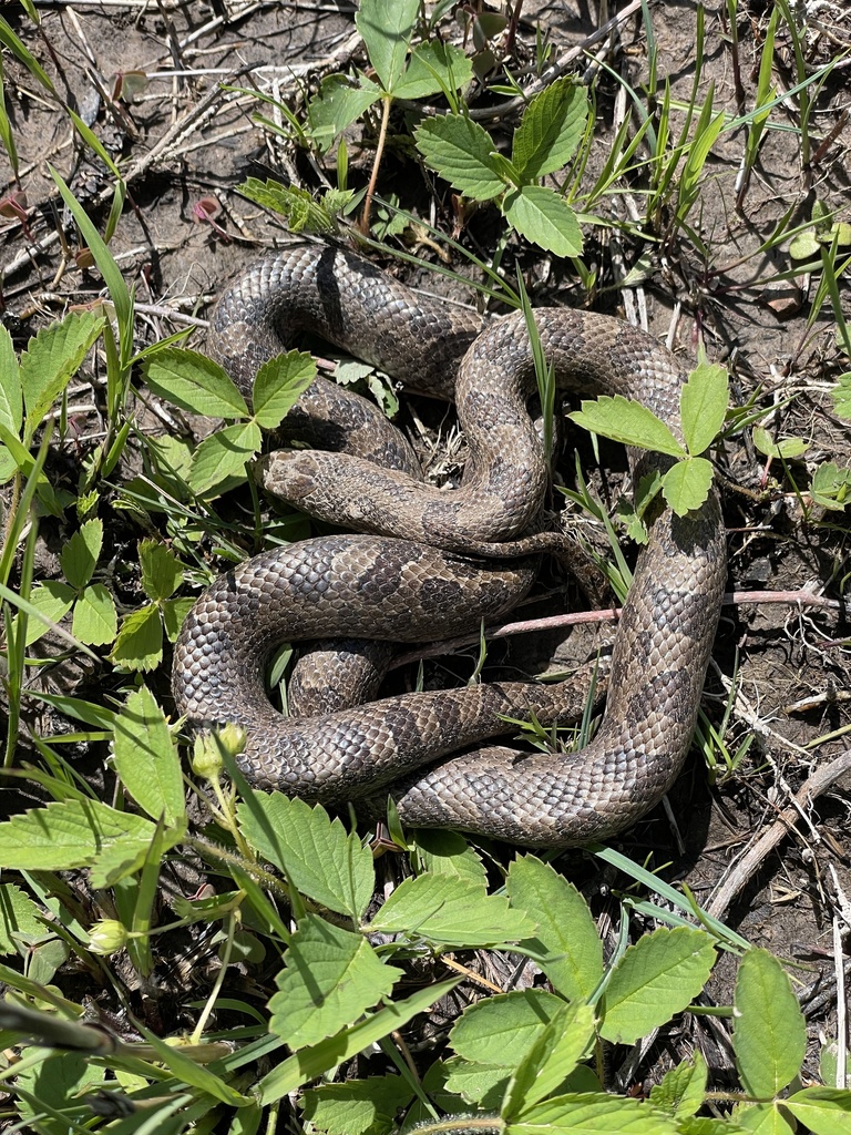 Prairie Kingsnake from Manila Rd, Sedalia, MO, US on May 1, 2022 at 12: ...
