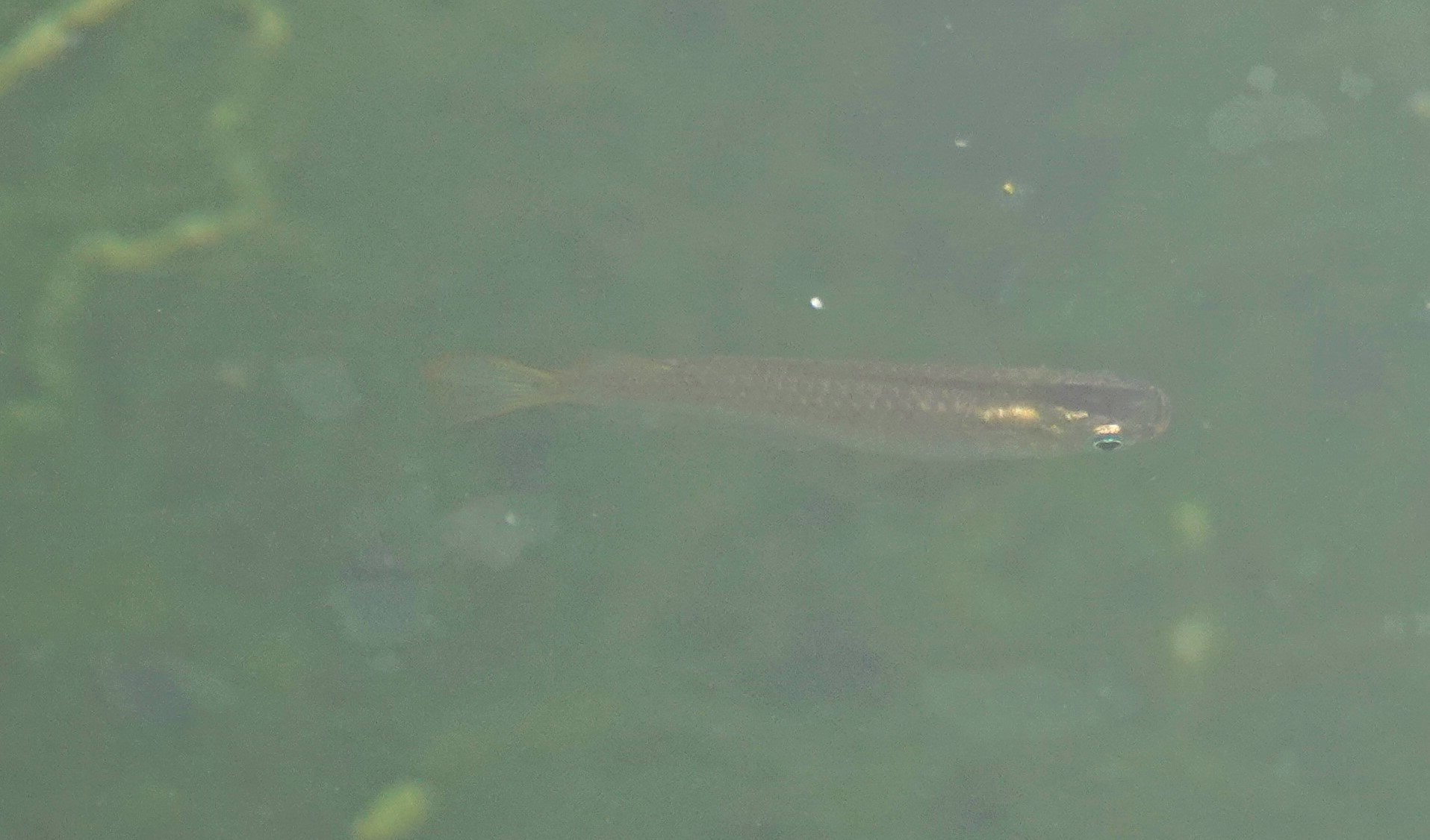 Oryzias curvinotus (Nichols & Pope, 1927)