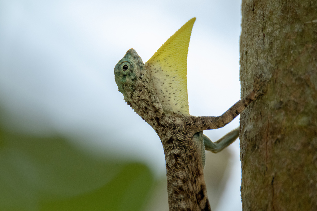 Sumatran Flying Dragon (Draco sumatranus) - Snakes and Lizards
