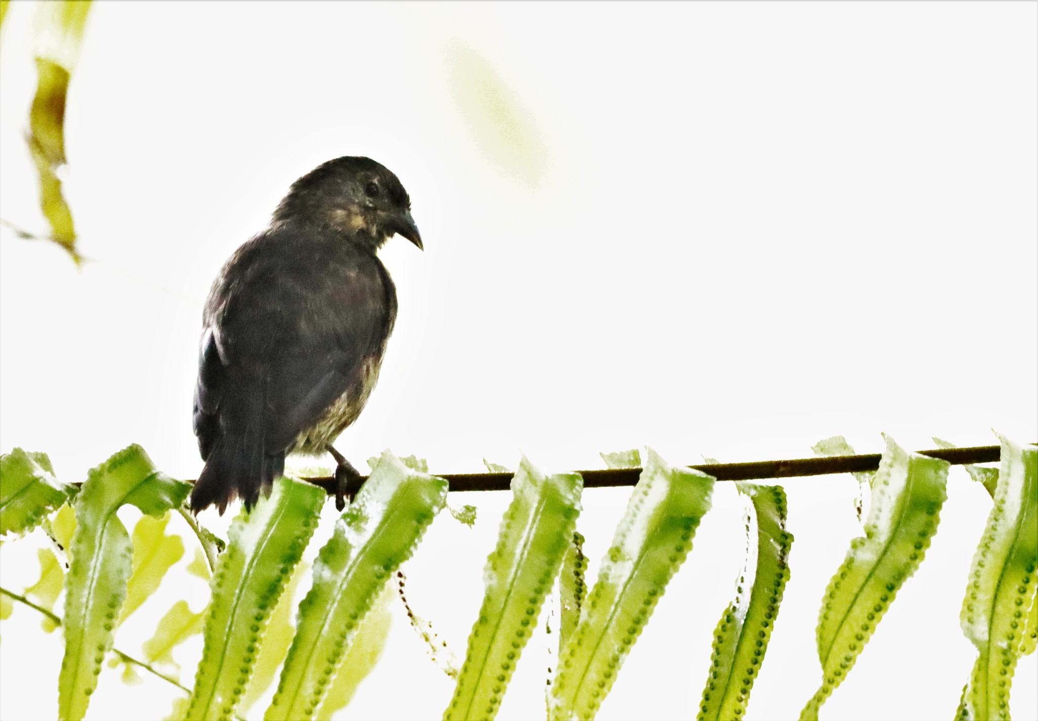 Pinaroloxias inornata (Gould, 1843)