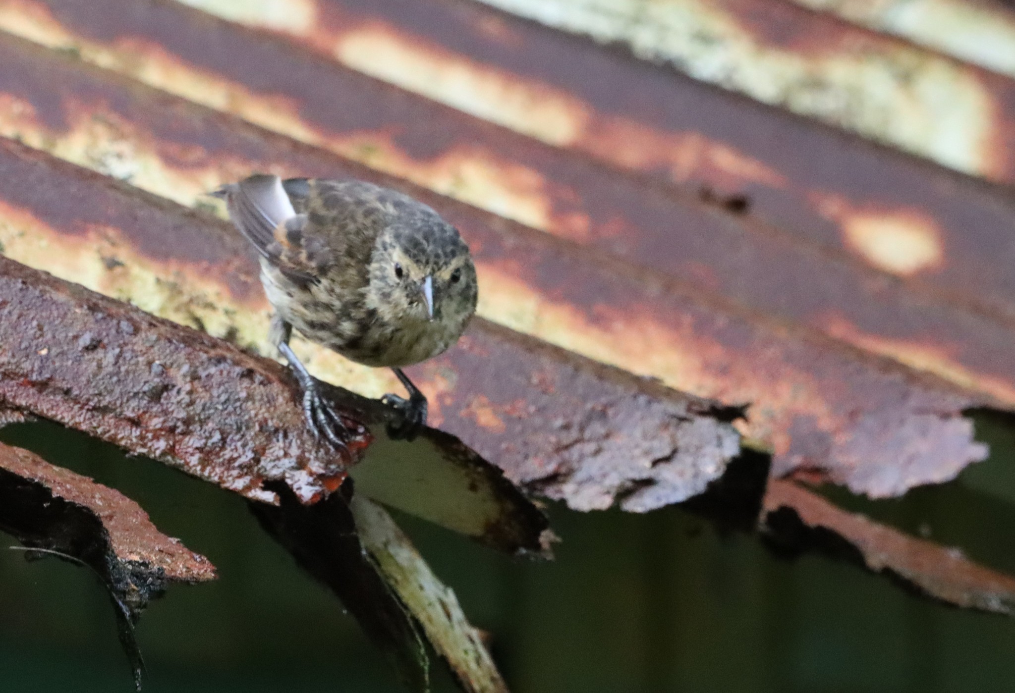 Pinaroloxias inornata (Gould, 1843)