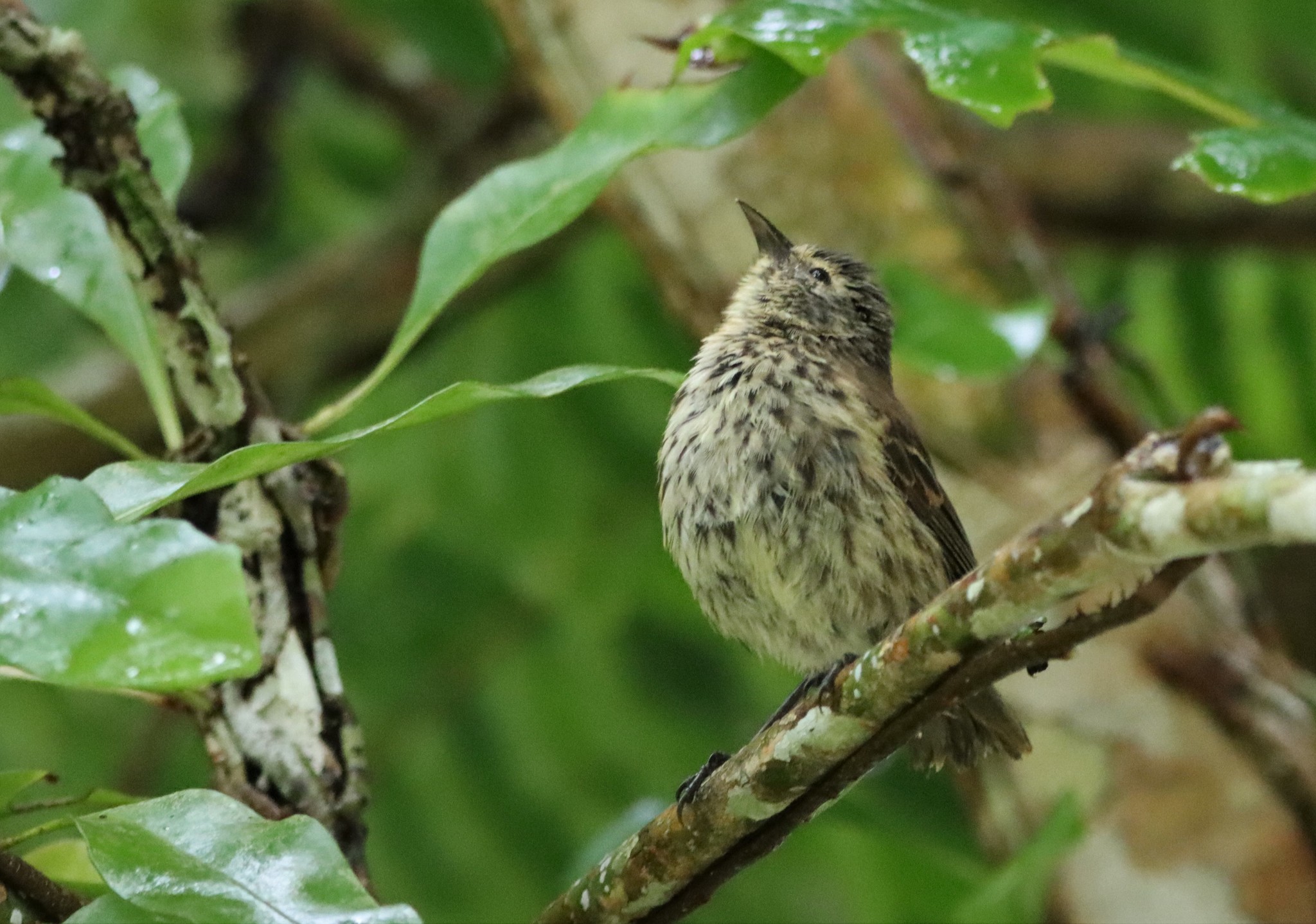 Pinaroloxias inornata (Gould, 1843)