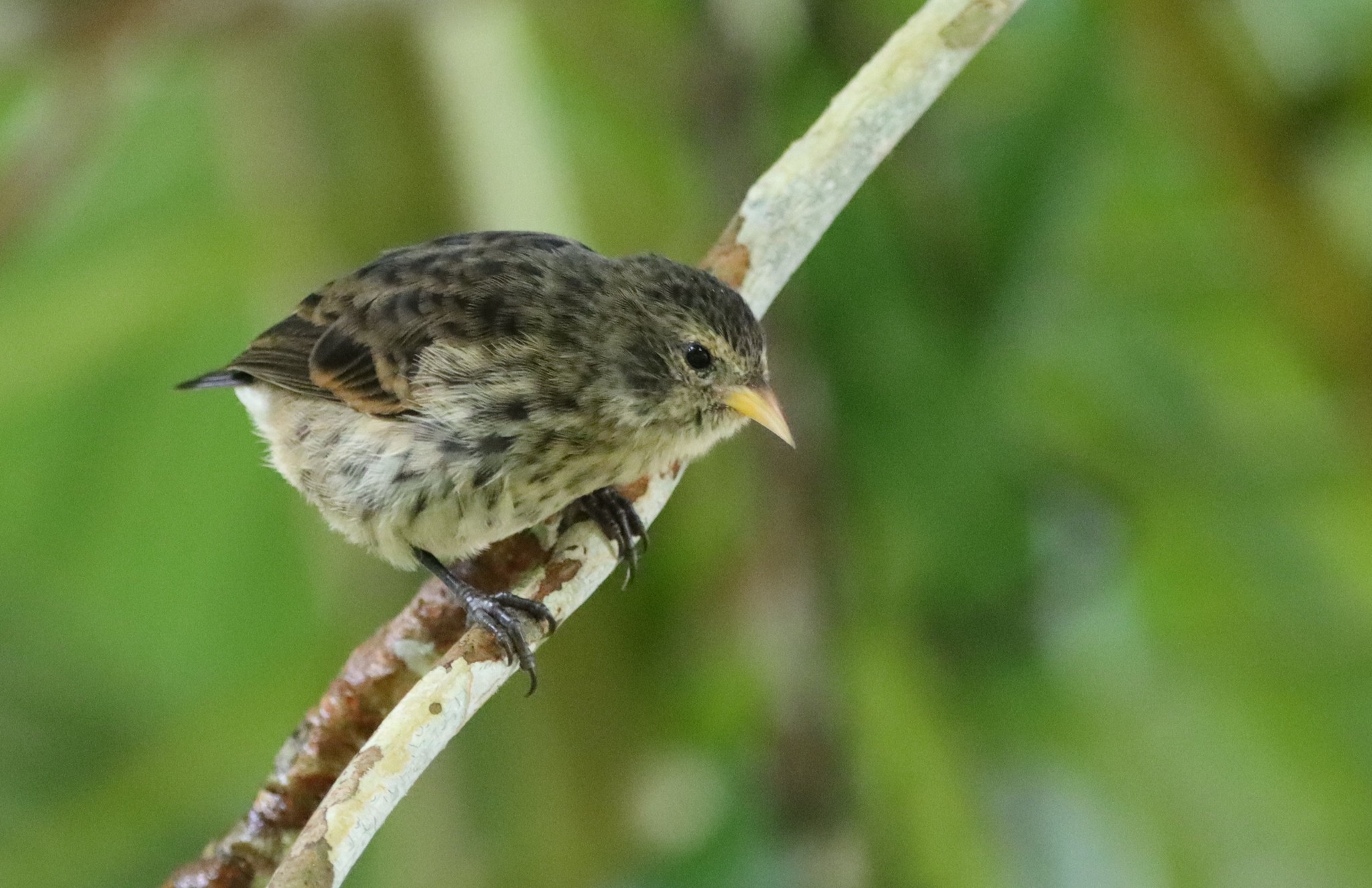 Pinaroloxias inornata (Gould, 1843)
