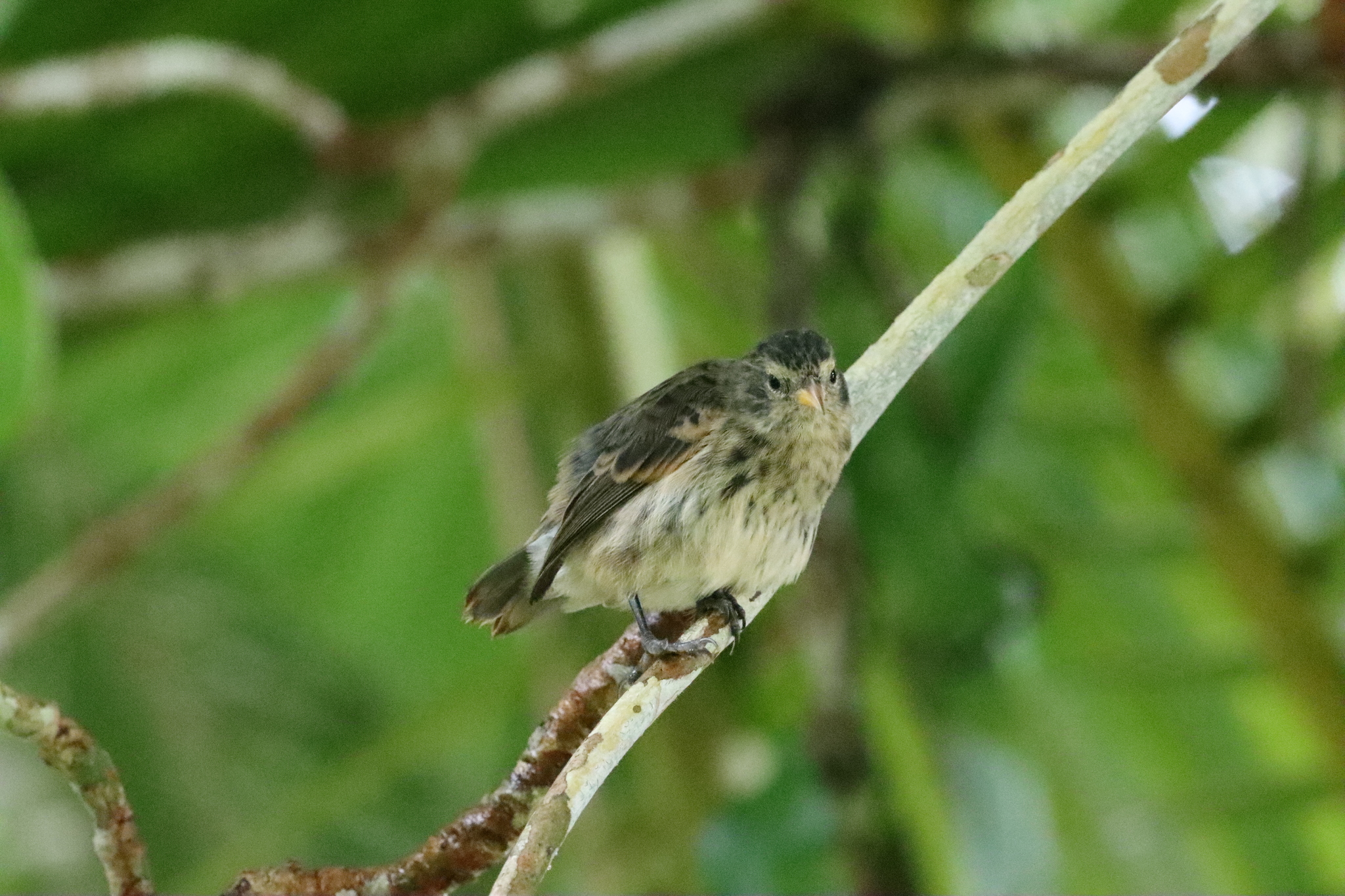 Pinaroloxias inornata (Gould, 1843)