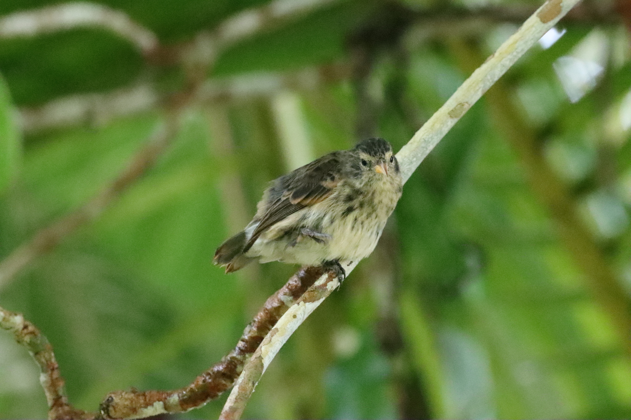 Pinaroloxias inornata (Gould, 1843)