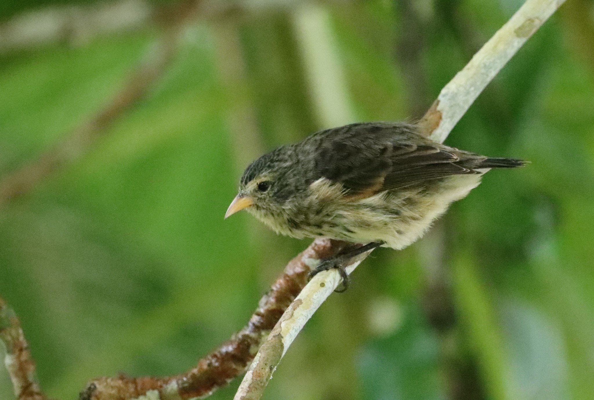 Pinaroloxias inornata (Gould, 1843)