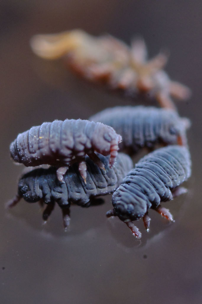 Water Springtail from Shoreview, MN 55126, USA on April 30, 2022 at 10: ...