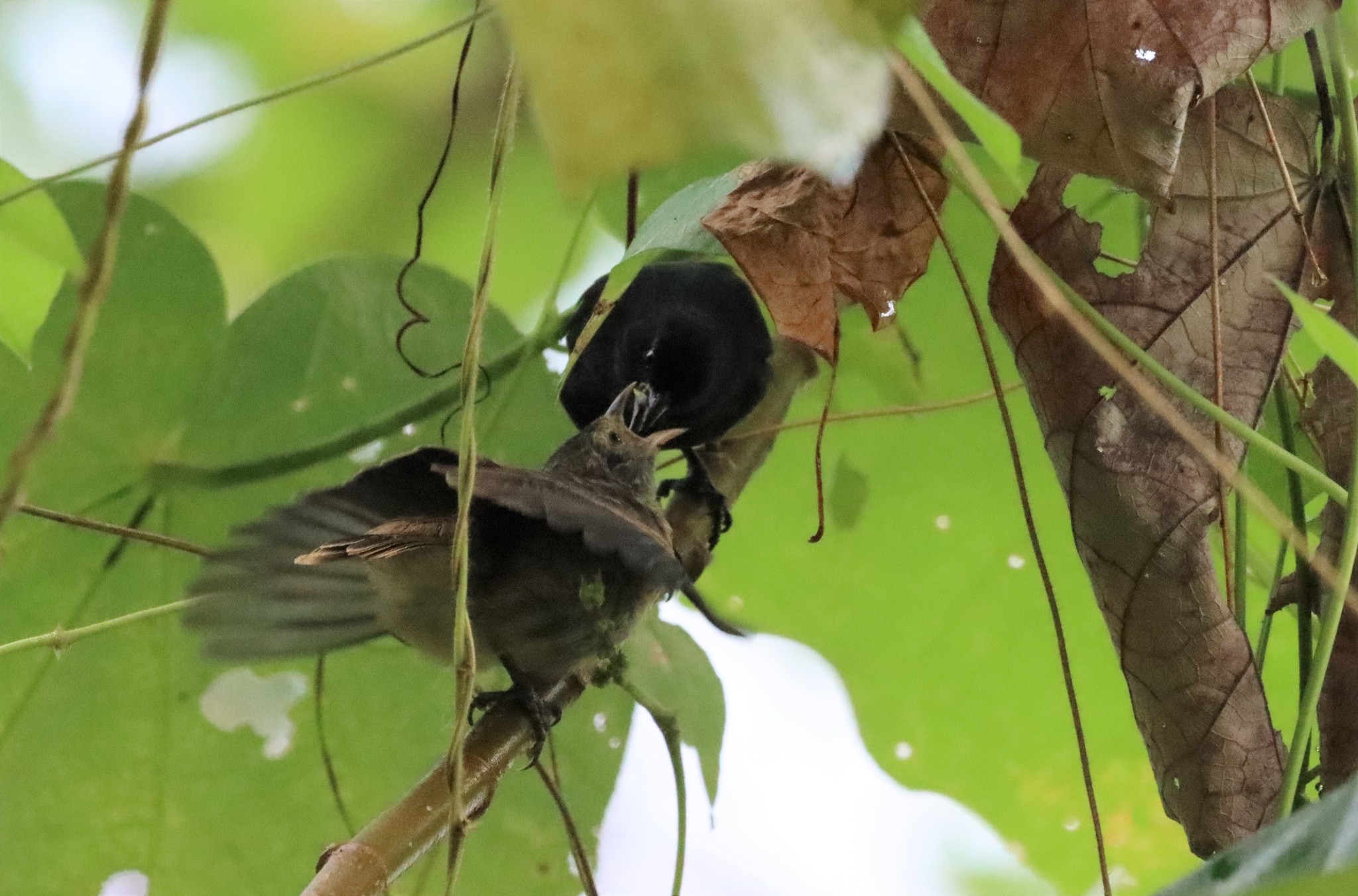 Pinaroloxias inornata (Gould, 1843)