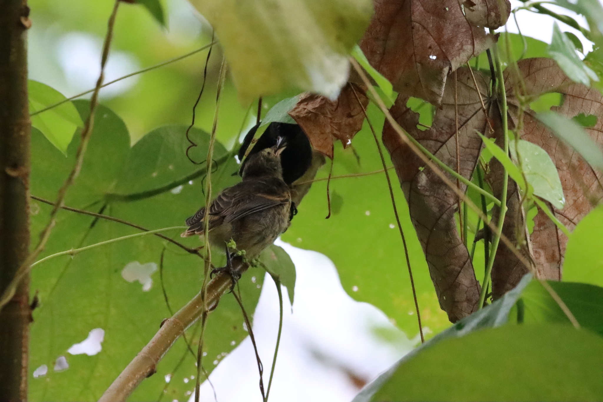 Pinaroloxias inornata (Gould, 1843)