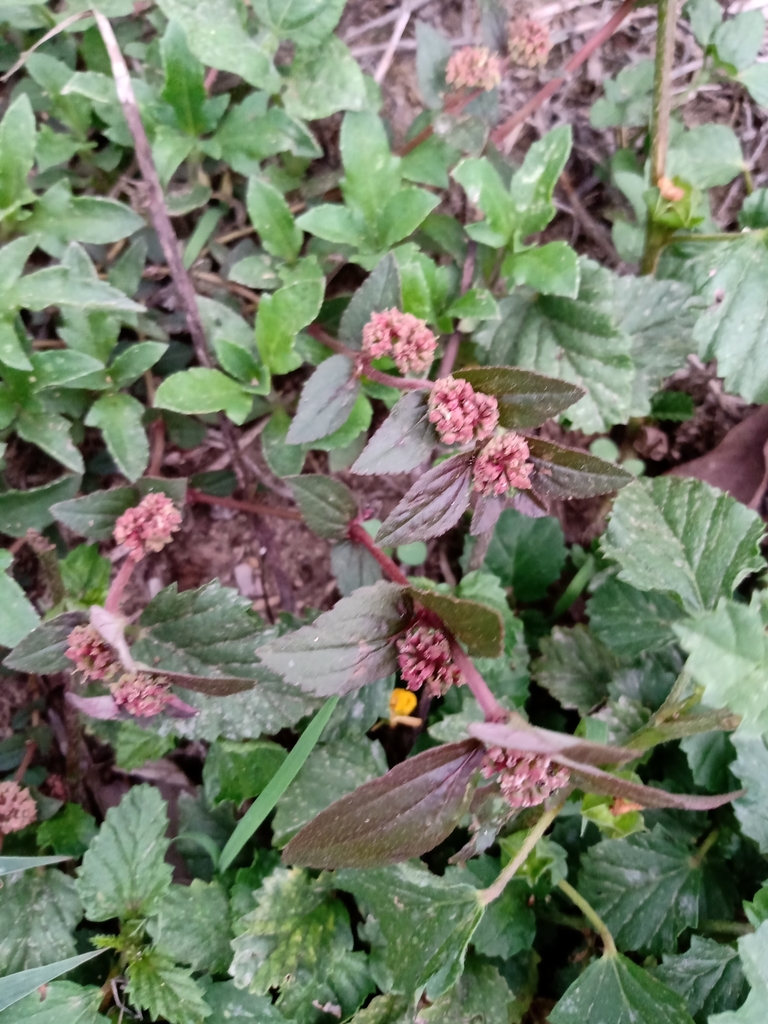 asthma plant from 67175 Guadalupe, N.L., México on April 30, 2022 at 07 ...