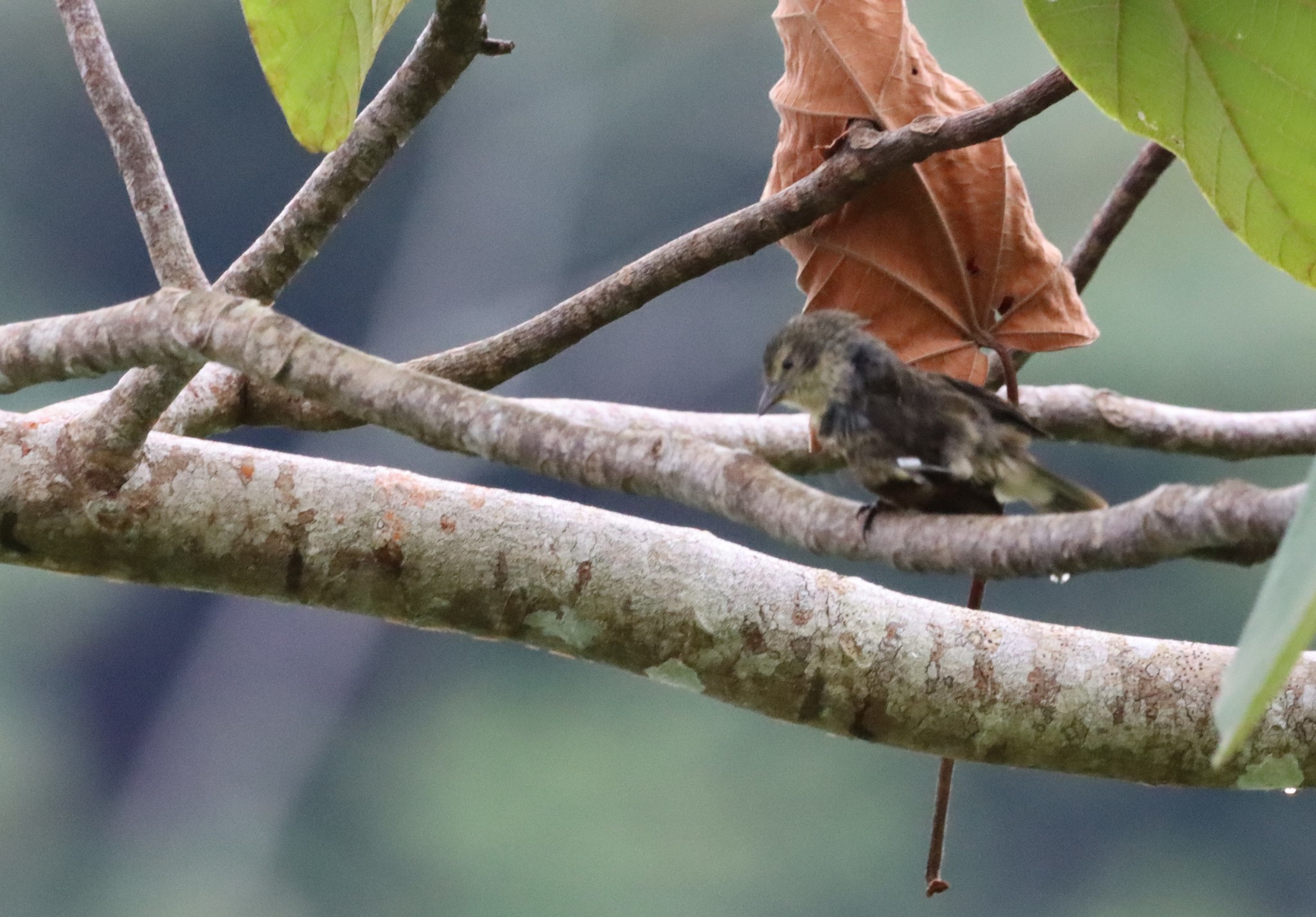 Pinaroloxias inornata (Gould, 1843)