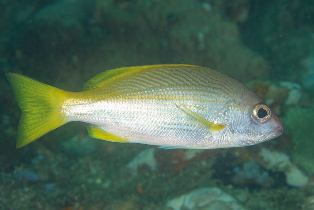 Yellowfin Snapper (Lutjanus xanthopinnis) - Marine Life Identification