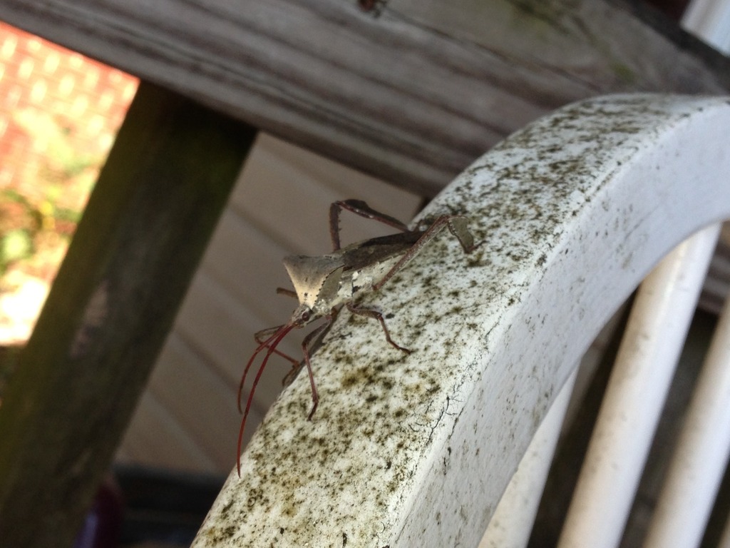 Giant leaf-footed bug from lafayette louisiana on October 19, 2012 by ...