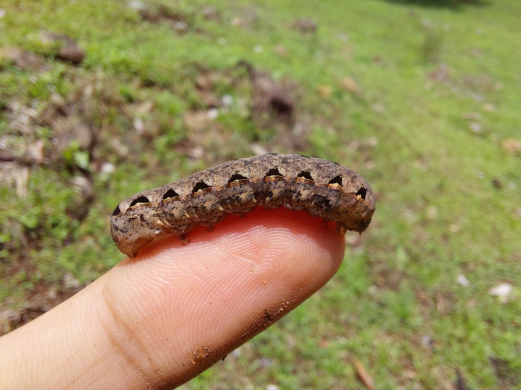 Velvet Armyworm Moth from Puriscal, CR-SJ, CR on April 29, 2022 at 10: ...