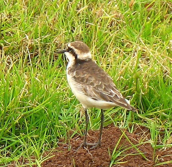 St. Helena Plover (Birds of Africa) · iNaturalist