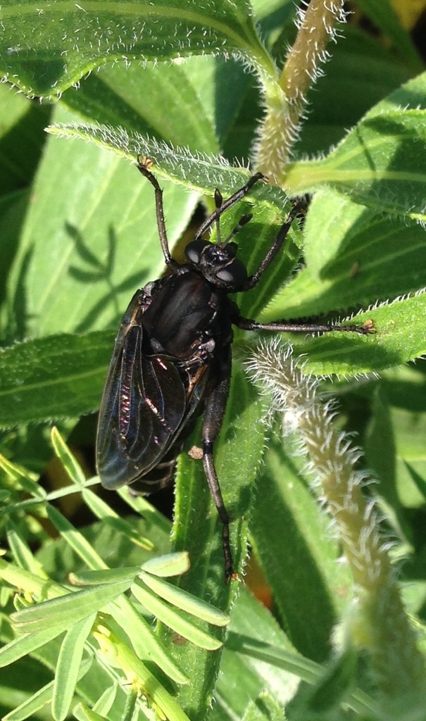 Clubbed Mydas Fly from Lewisville, TX, USA on June 06, 2018 at 10:09 AM ...