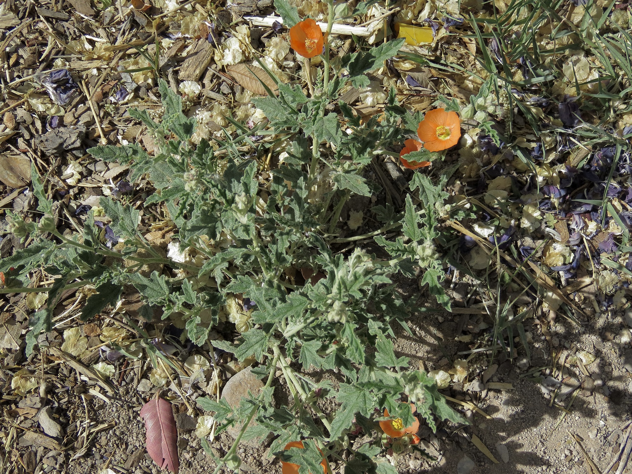 Sphaeralcea hastulata A.Gray