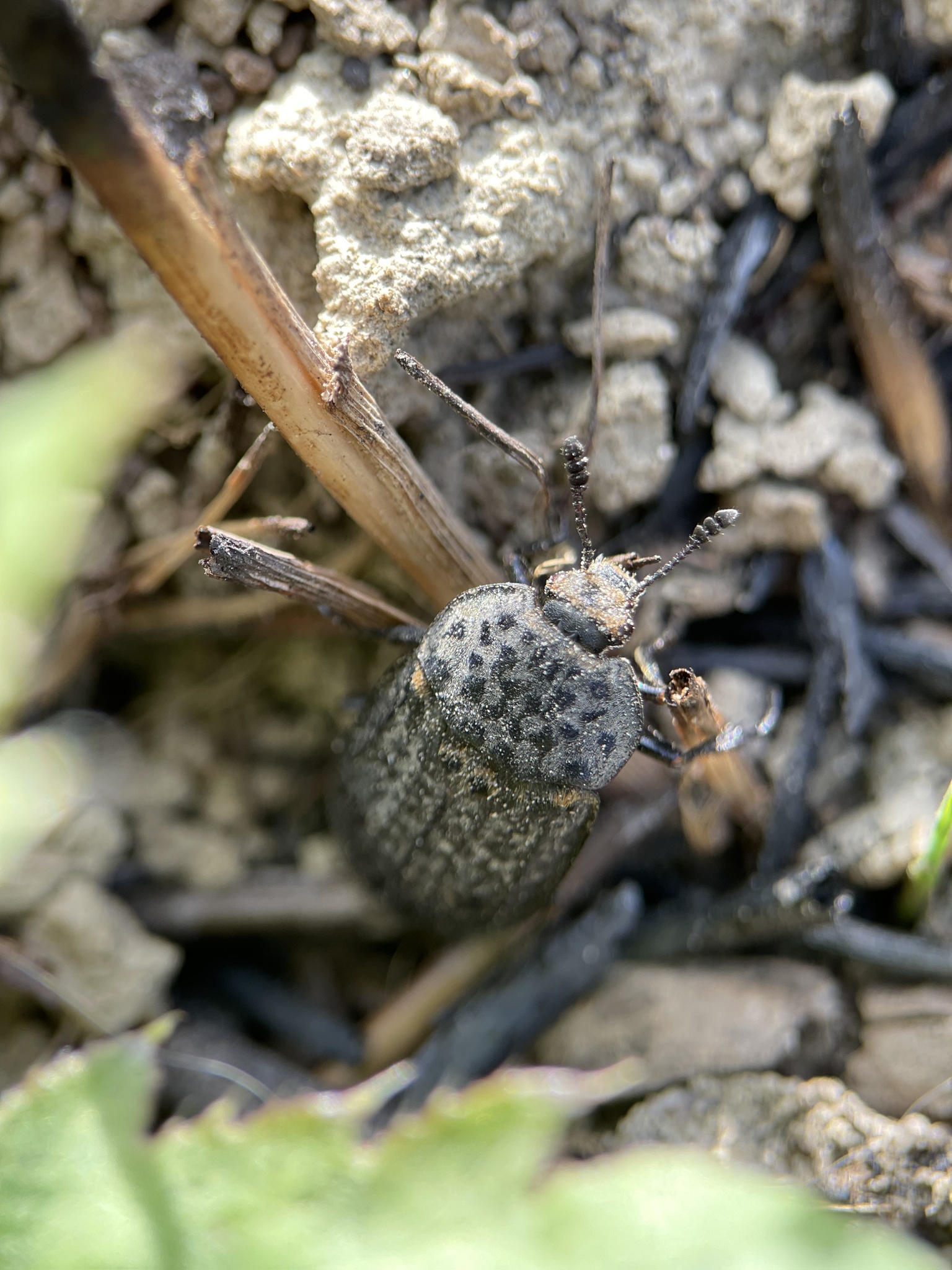 Thanatophilus sinuatus (Fabricius, 1775)