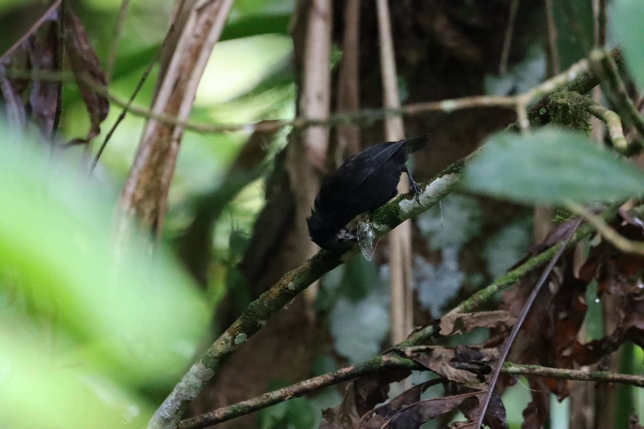 Pinaroloxias inornata (Gould, 1843)