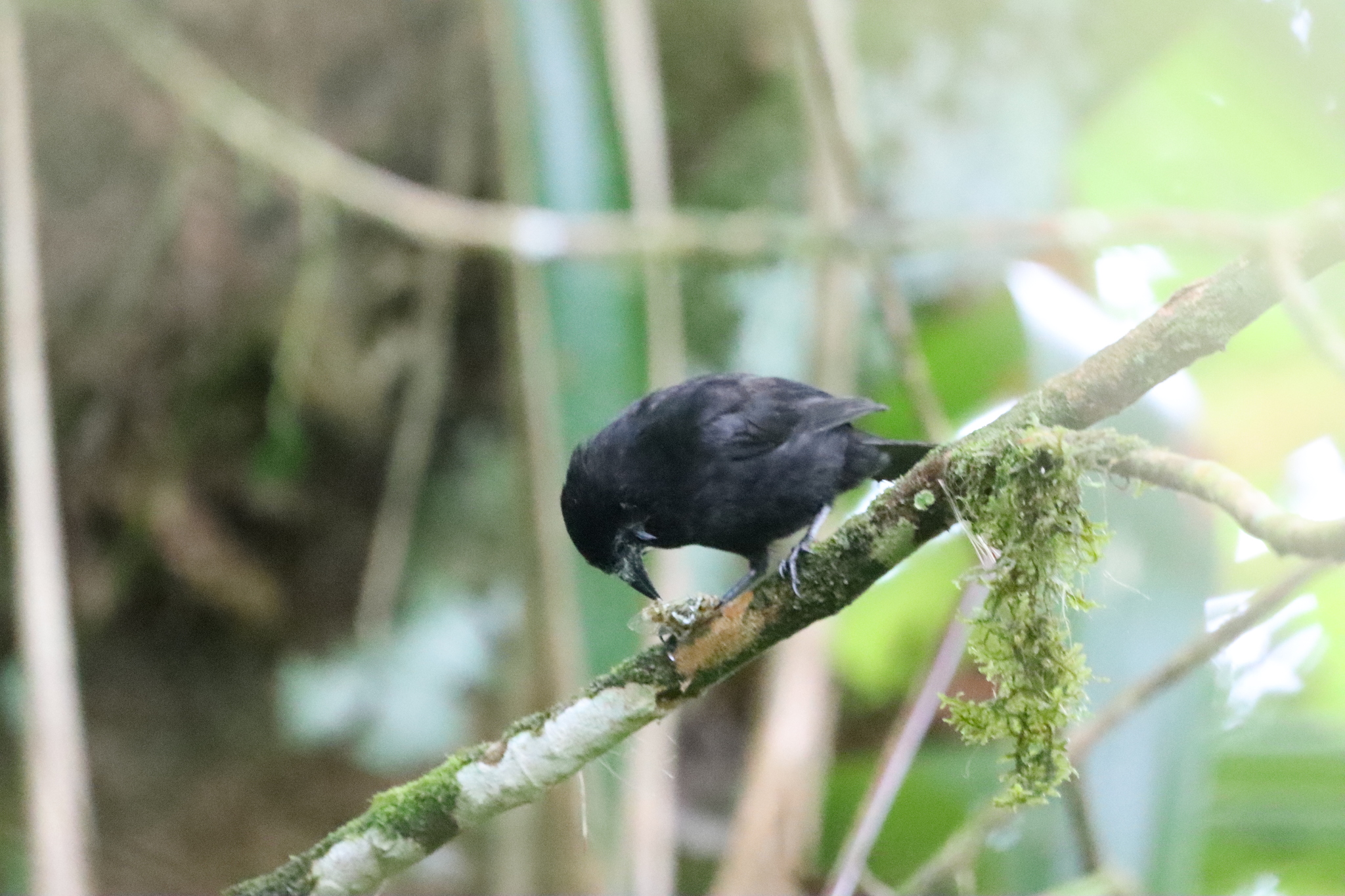 Pinaroloxias inornata (Gould, 1843)