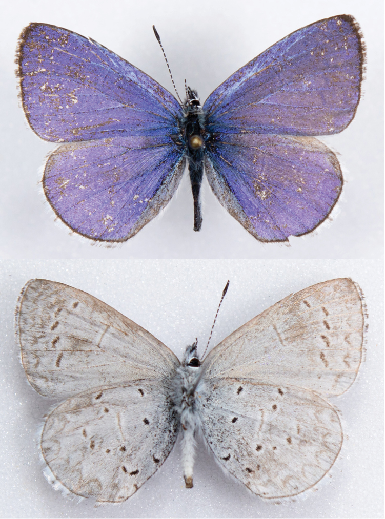 Pacific Azure (Yosemite National Park Butterfly Guide 🦋) · iNaturalist