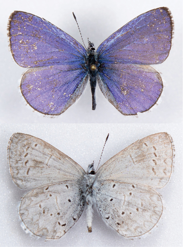 Pacific Azure (Yosemite National Park Butterfly Guide 🦋) · iNaturalist