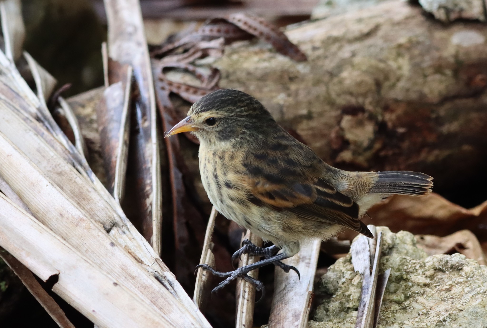 Pinaroloxias inornata (Gould, 1843)