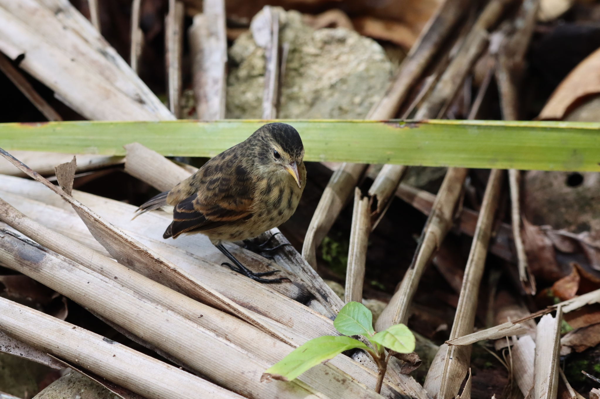 Pinaroloxias inornata (Gould, 1843)